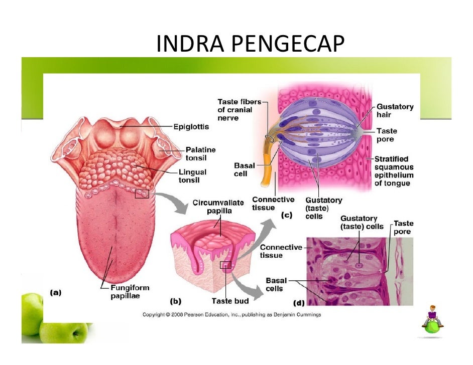 Panca indera oleh ismail