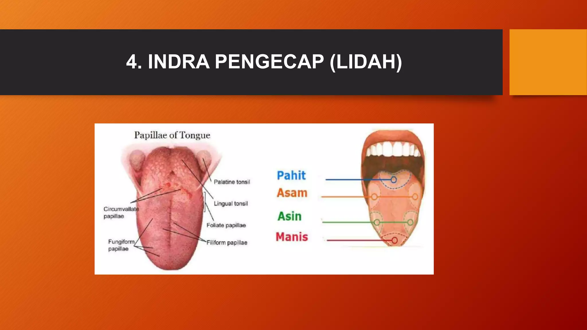 PANCA INDERA PPT.pptx