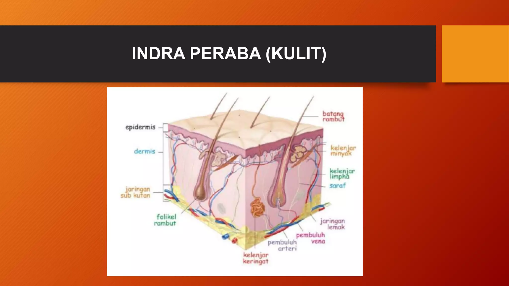 PANCA INDERA PPT.pptx