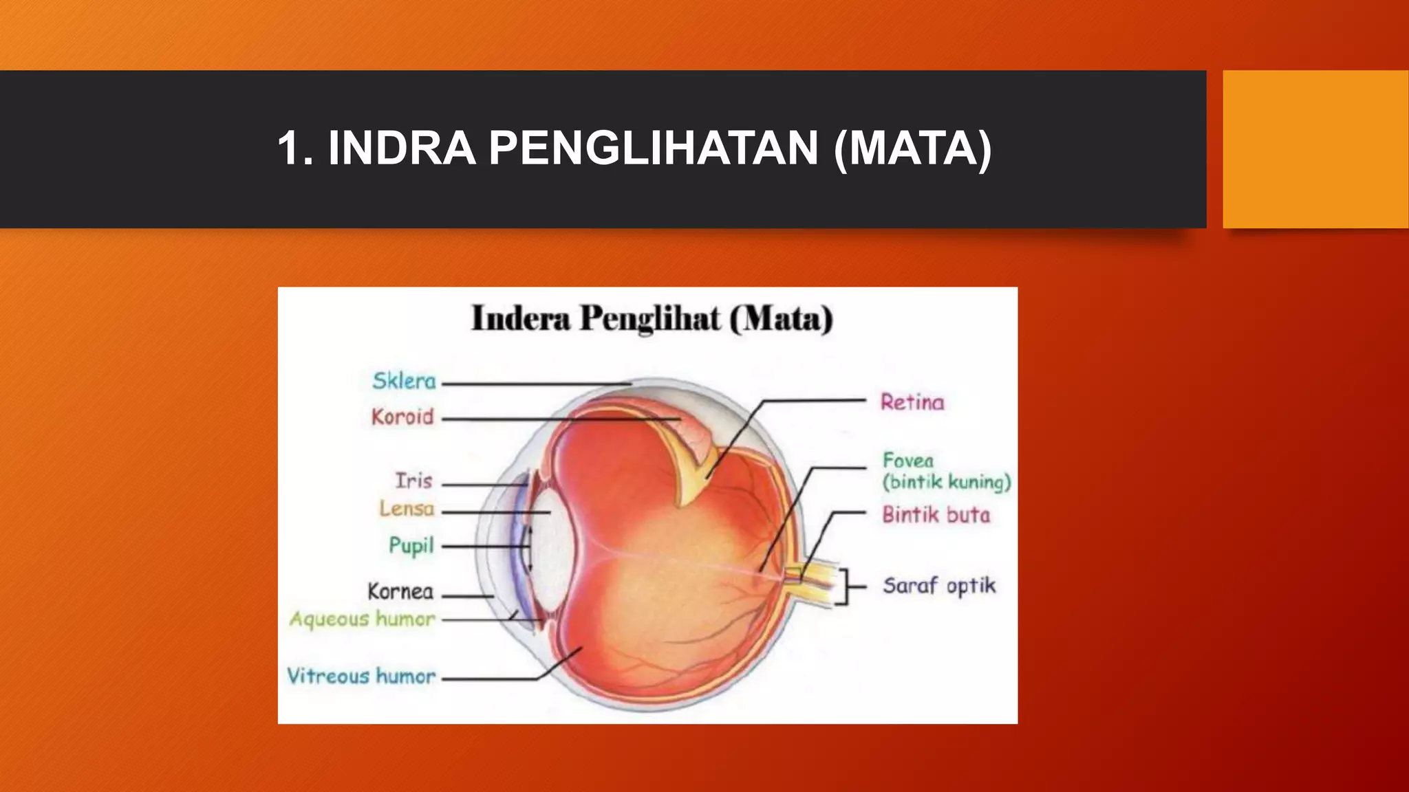 PANCA INDERA PPT.pptx