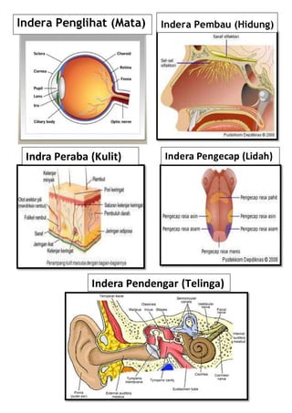 Panca indra manusia | DOCX