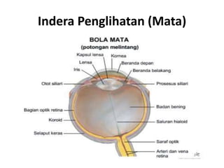 fisiologi Panca indra | PPTX