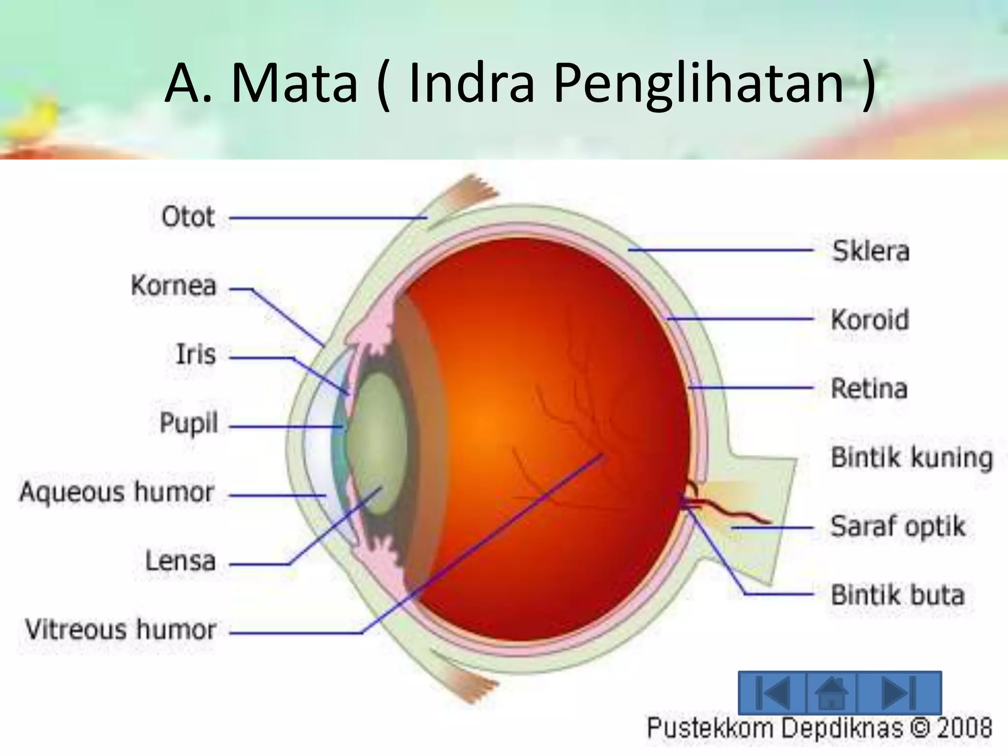 Panca indra | PPTX