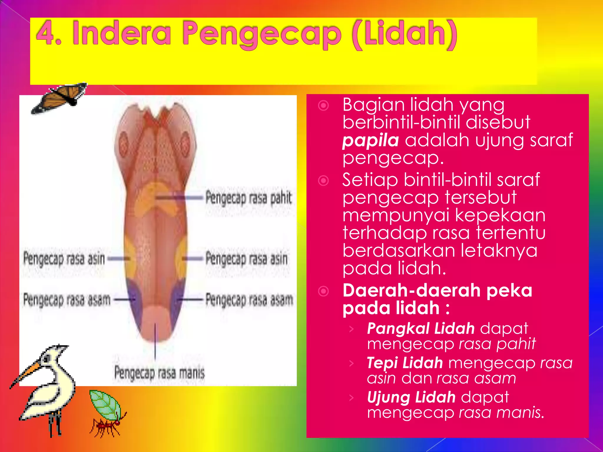 POWER POIN PANCA INDRA PADA MANUSIA | PPTX