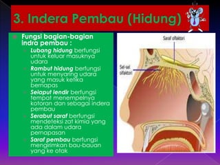 POWER POIN PANCA INDRA PADA MANUSIA | PPTX