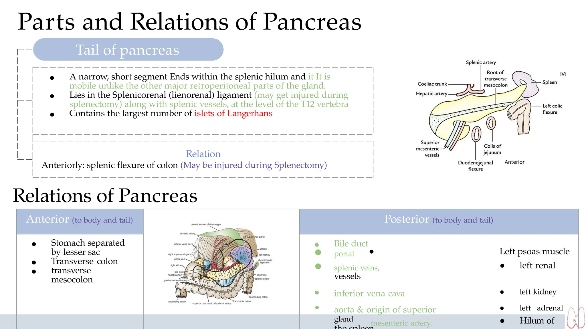 Panceras anatomy and physiology in 11 slides.pptx