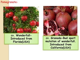 Fruit breeding method- introduction(IN INDIA)- Panchaal B. | PPTX
