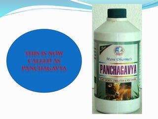 Panchagavya | PPT
