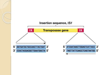 Transposable Elements | PPTX