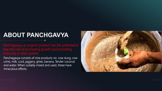 Panchgavya | PPTX