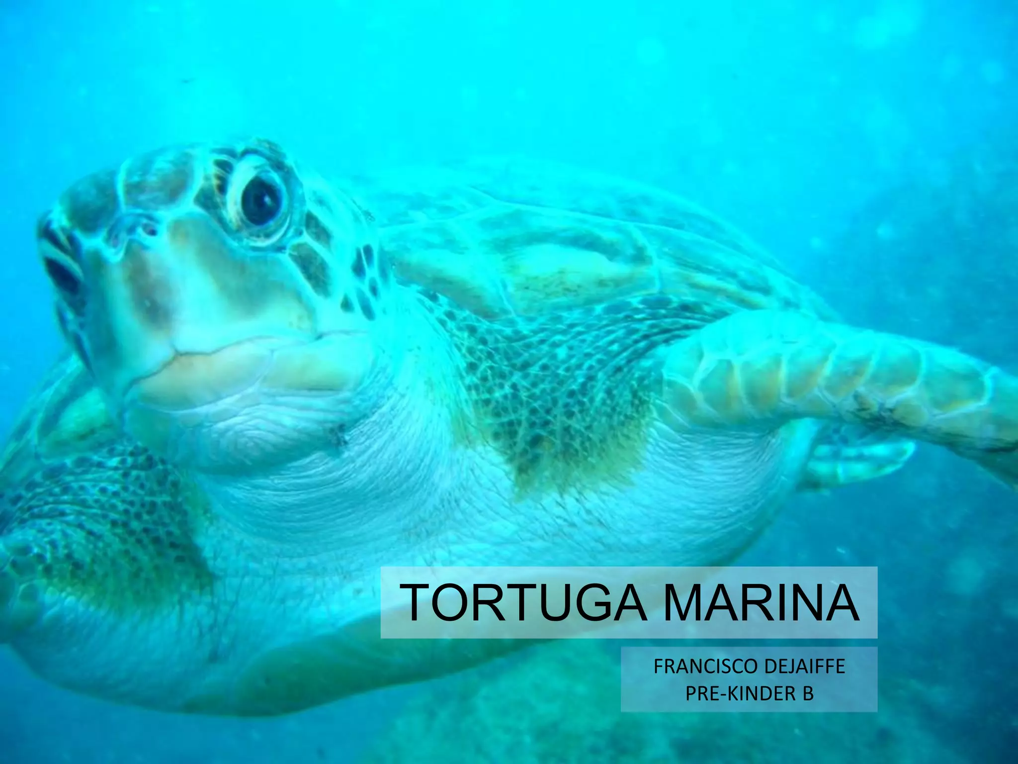 Tortugas marinas | PPTX