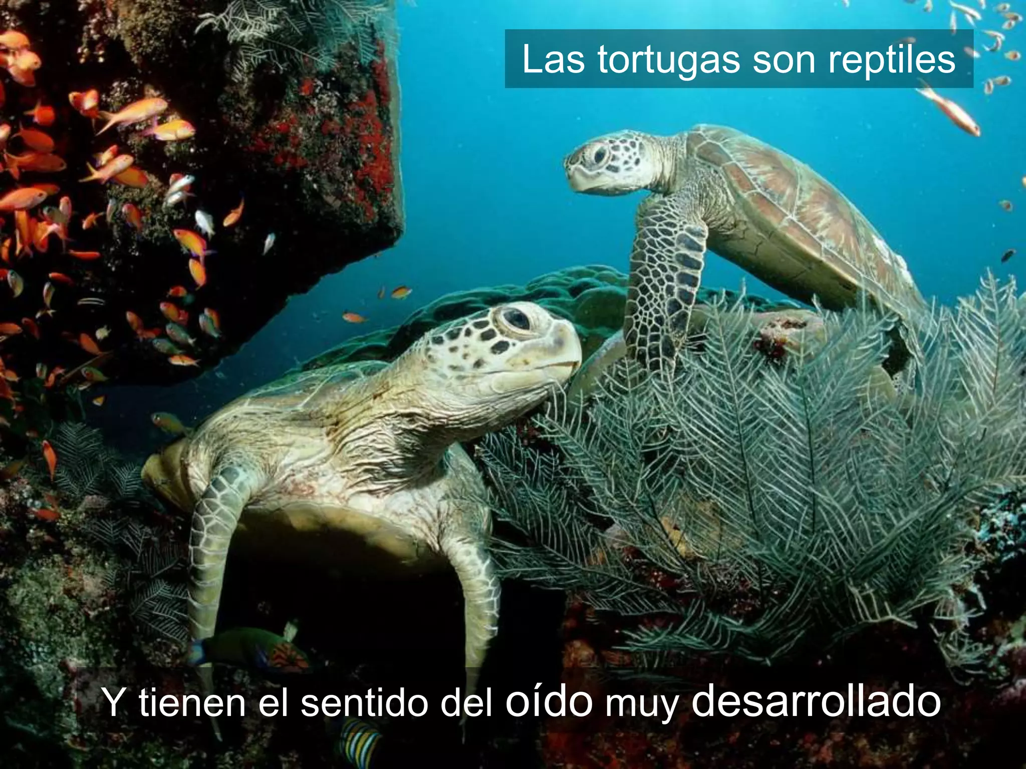 Tortugas marinas | PPTX