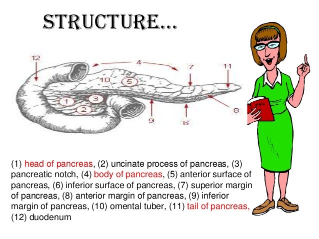 Uncinate Uncinate process of ethmoid bone (Processus uncinatus ...