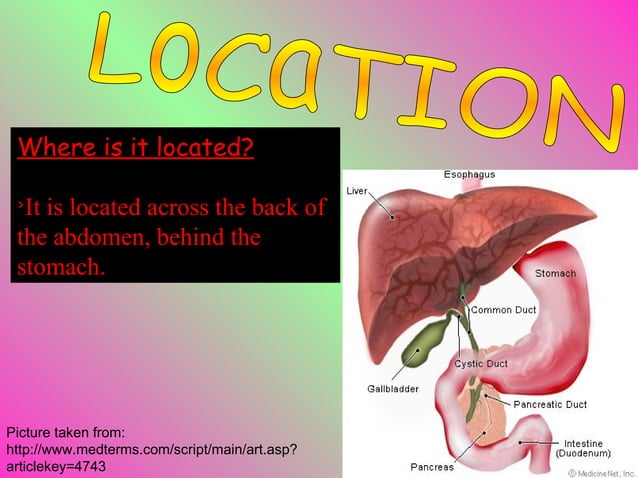 Pancreas | PPT
