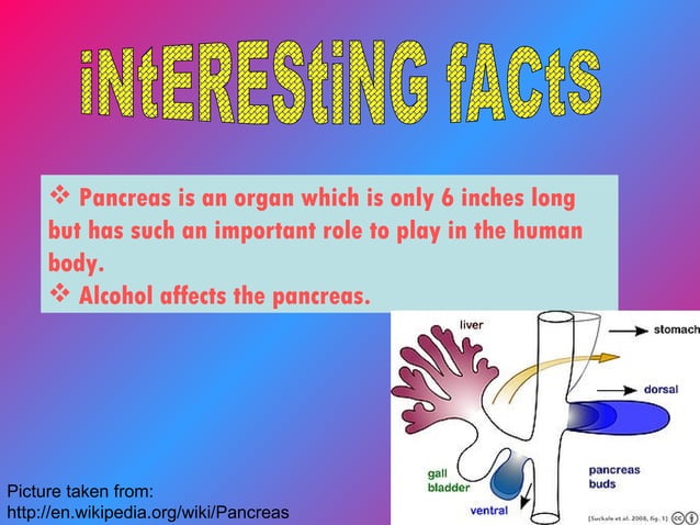Pancreas | PPT