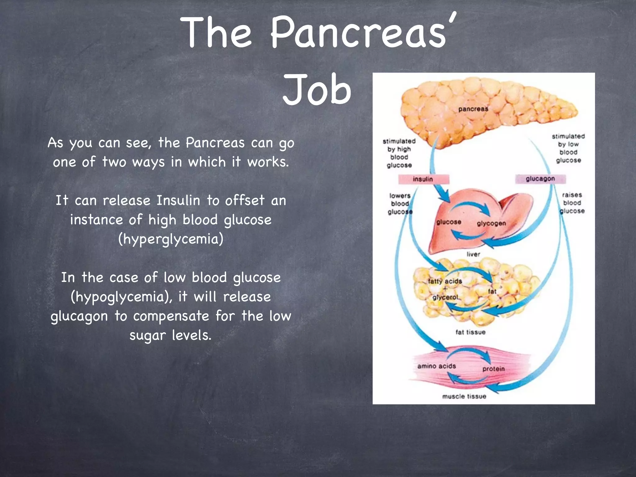 Pancreas | PDF