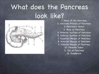 Pancreas | PDF