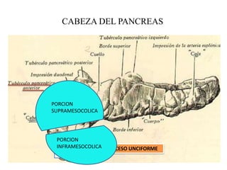 Pancreas | PPTX