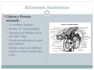 Anatomia de Pancreas | PPT