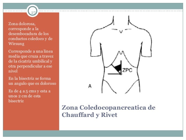 Anatomia de Pancreas