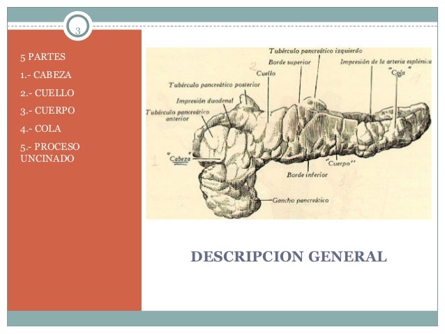 Anatomia de Pancreas