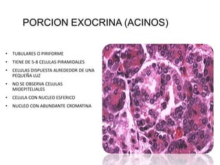 Diapositivas de Páncreas con enfoque en su Histología | PPTX