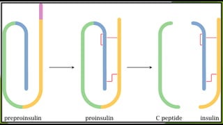 Pancreas as endocrine function | PPTX