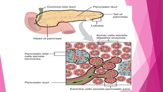 Pancreas as endocrine function | PPTX