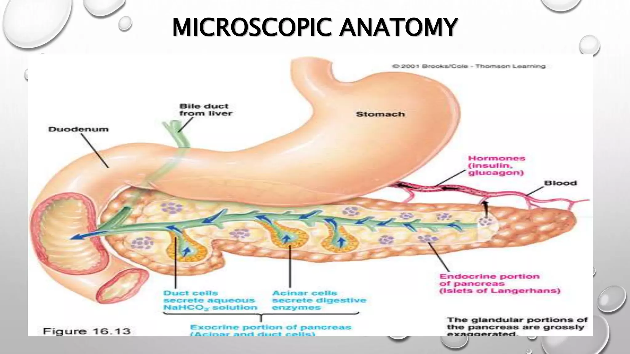 Pancreas | PPTX