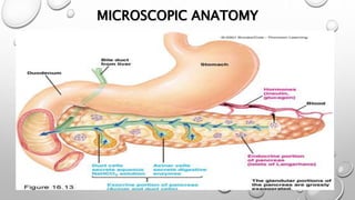 Pancreas | PPTX