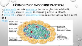 Pancreas | PPTX