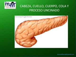 Pancreas | PDF