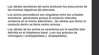 Páncreas Histología | PPTX
