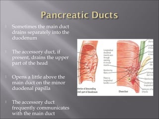 Pancreas | PPT