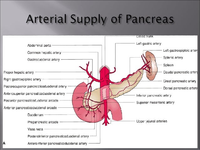 Pancreas