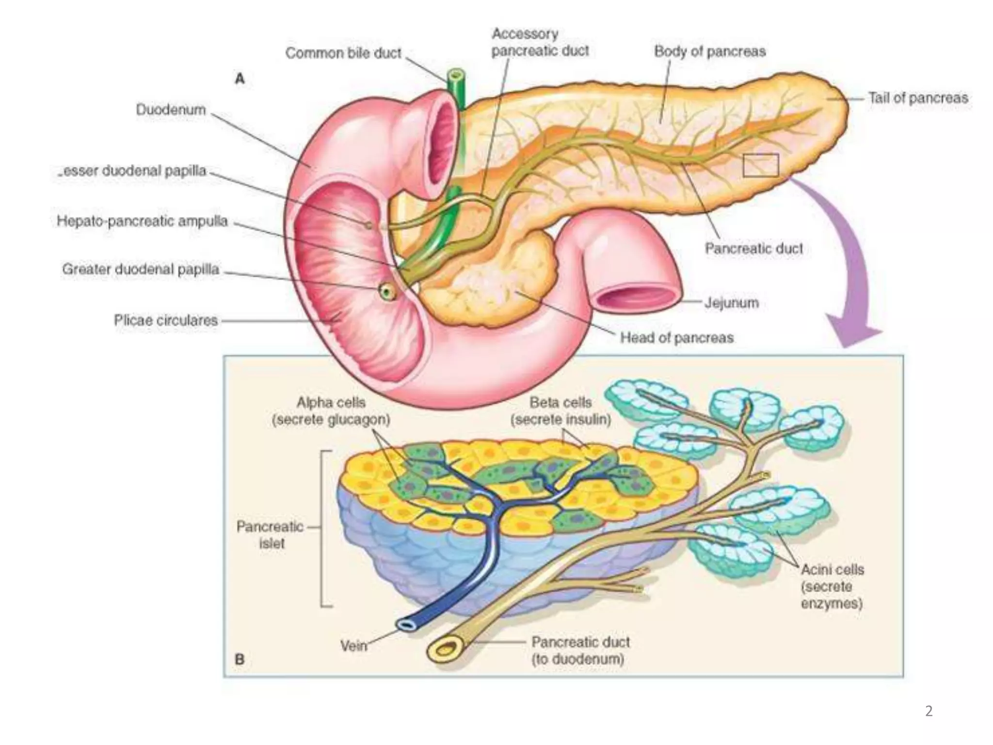 Pancreas | PPTX