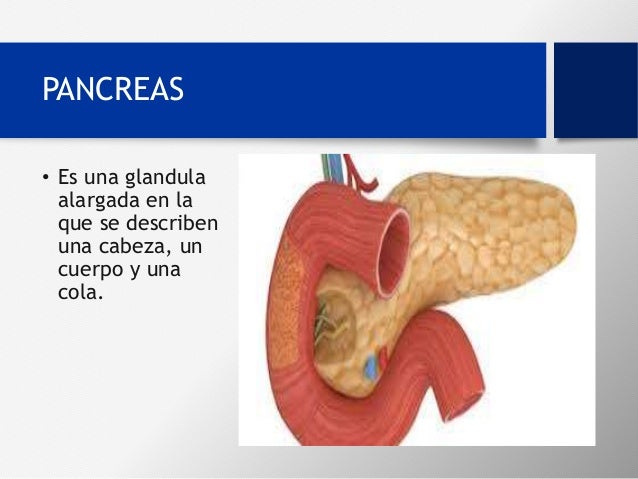 PANCREAS, ANATOMIA, FUNCION Y SUS ENFERMEDADES