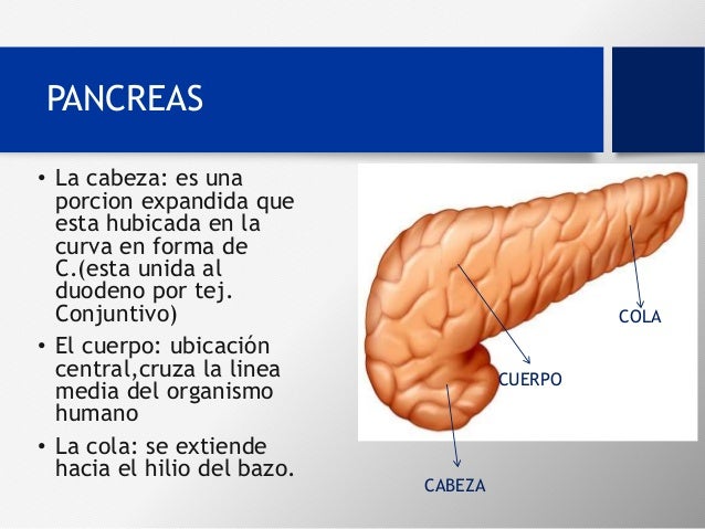 PANCREAS, ANATOMIA, FUNCION Y SUS ENFERMEDADES