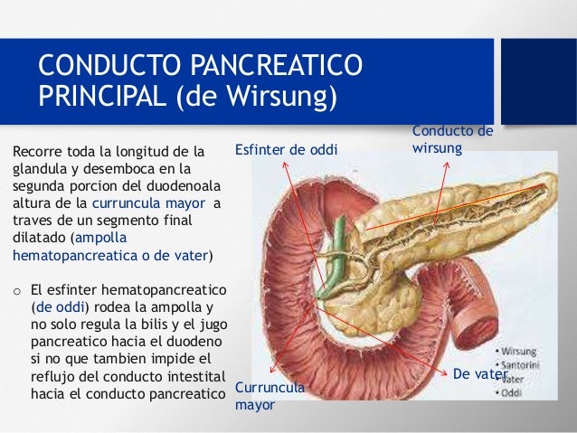 PANCREAS, ANATOMIA, FUNCION Y SUS ENFERMEDADES