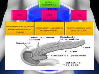Pancreas | PPTX