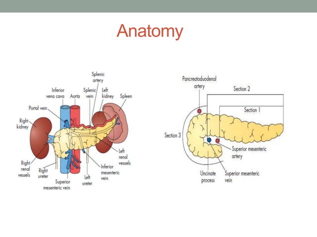 Pancreas | PPT