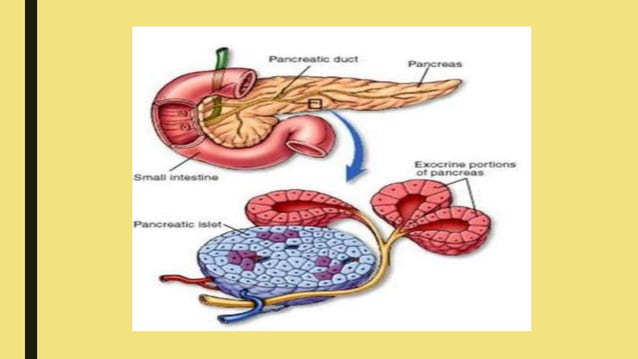 Pancreas | PPTX | Endocrine and Metabolic Diseases | Diseases and ...