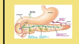 Pancreas | PPTX | Endocrine and Metabolic Diseases | Diseases and ...