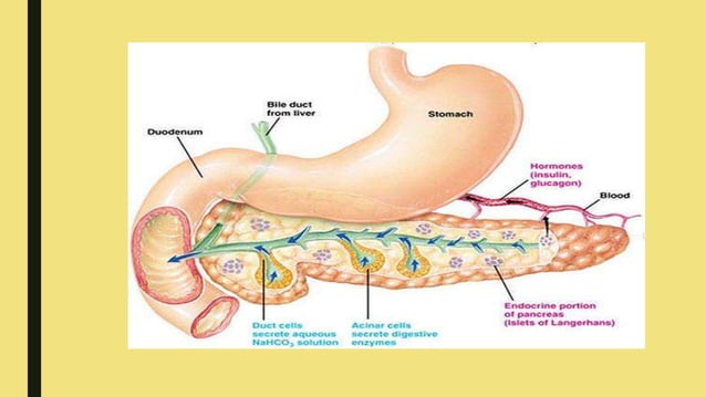 Pancreas | PPTX | Endocrine and Metabolic Diseases | Diseases and ...