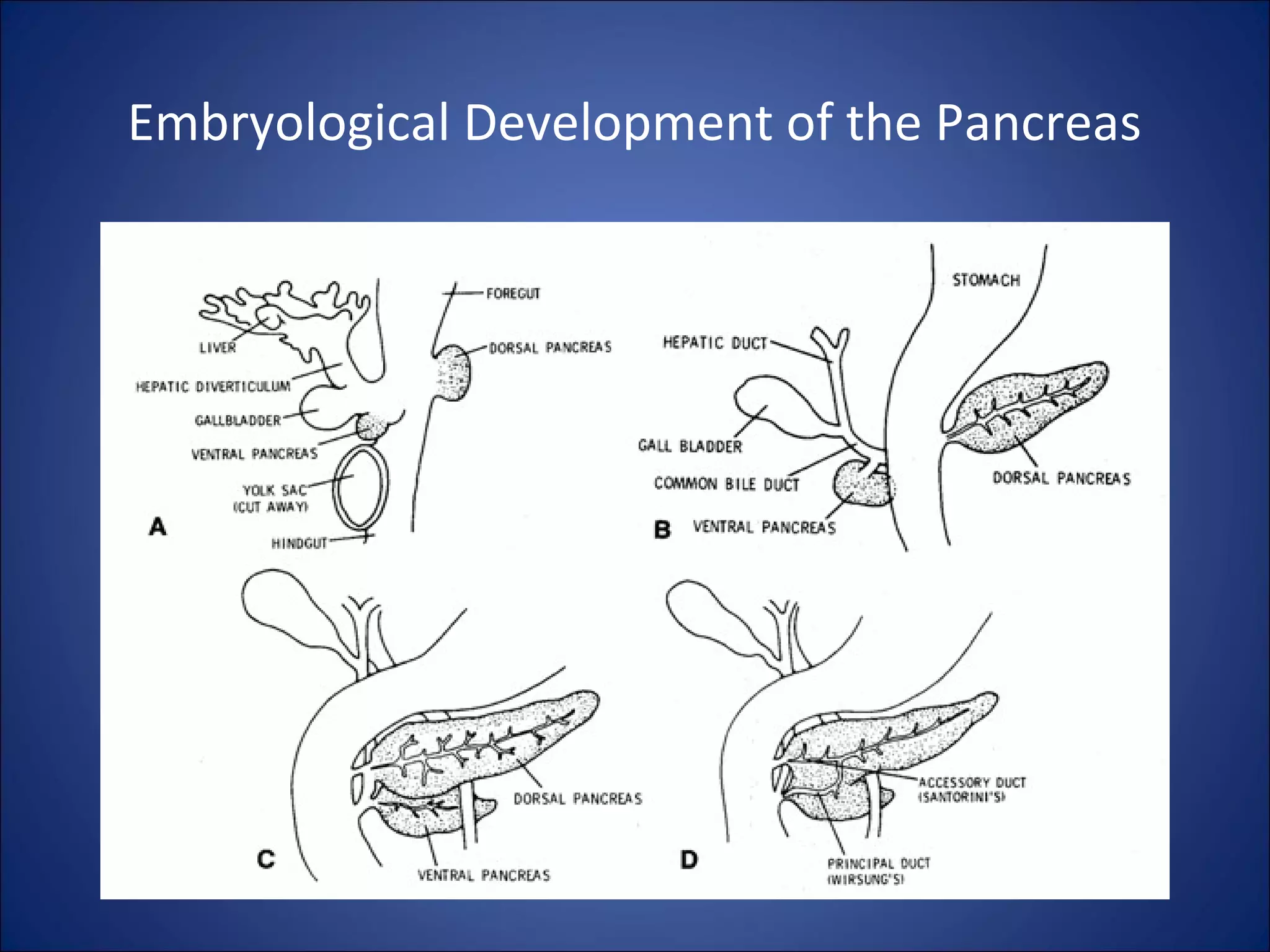 Pancreas | PPT
