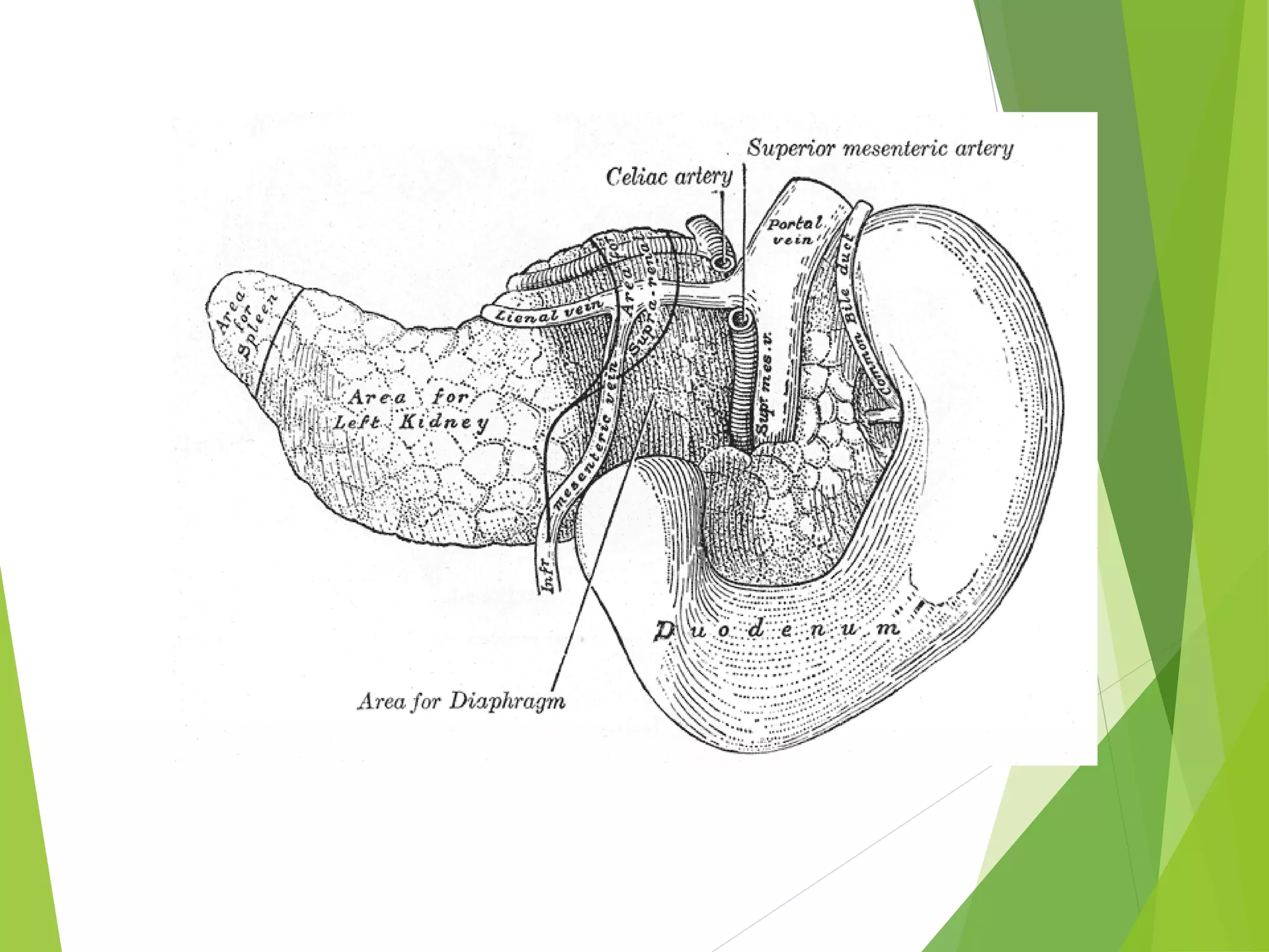 Pancreas | PPTX