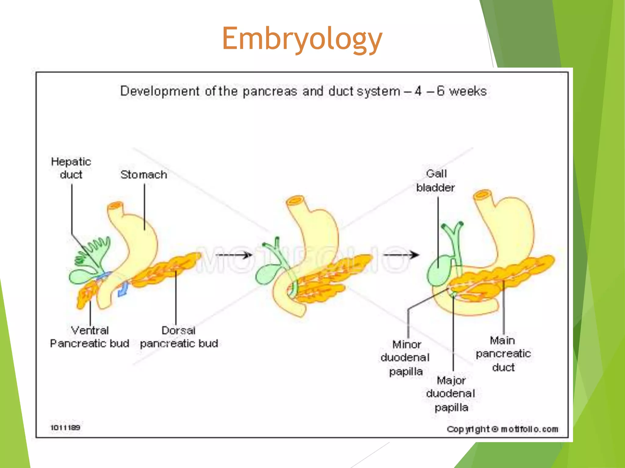 Pancreas | PPTX