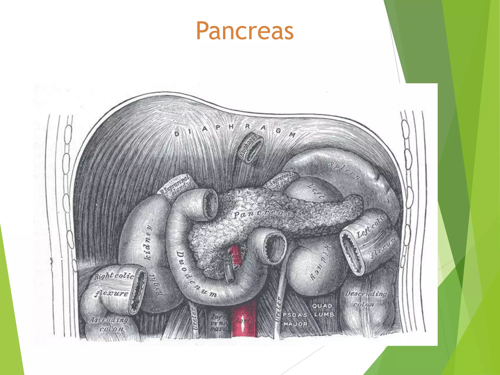Pancreas | PPTX
