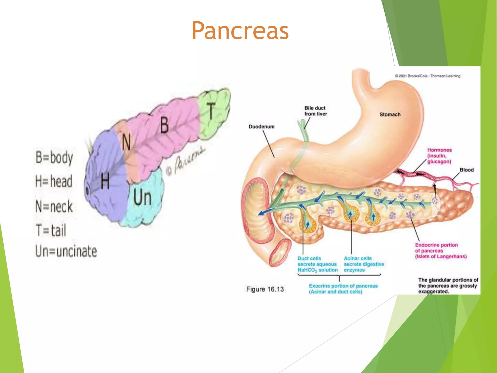 Pancreas | PPTX
