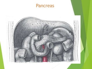 Pancreas | PPTX